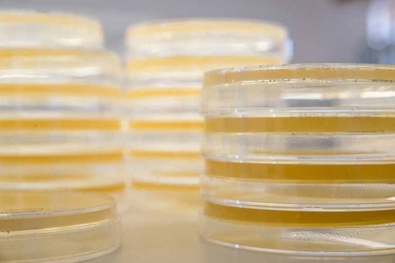 How to Make Agar Slants for Mushroom Cultures