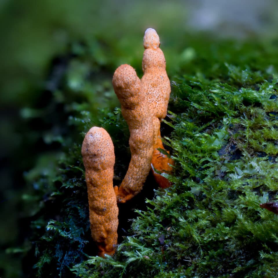 Mother Mycelium | About Us