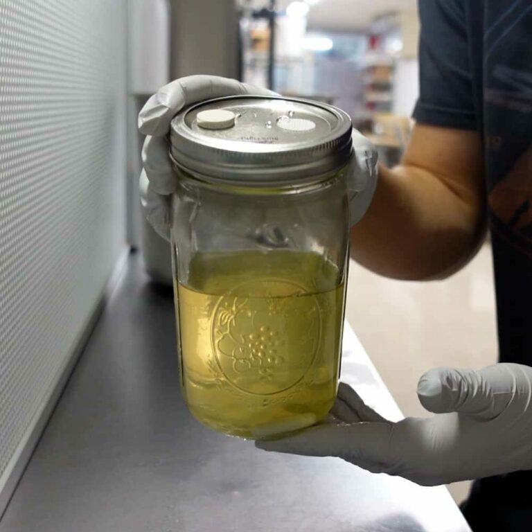 How to Pour Agar Plates for Mushroom Cultures