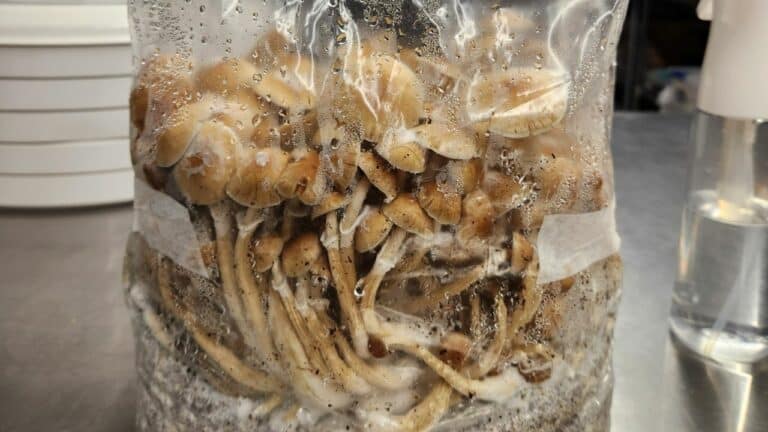 How to Make Agar Slants for Mushroom Cultures